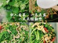 香菜肉丝怎么做_香菜肉丝用哪个部位