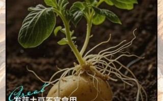 发芽的土豆能吃吗_如何正确处理发芽土豆