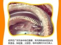 蛇肉怎么做好吃_蛇肉有哪些禁忌