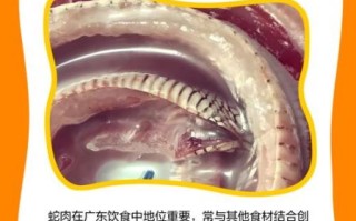 蛇肉怎么做好吃_蛇肉有哪些禁忌