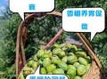 香榧子营养价值_香榧子食用禁忌