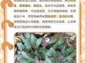 苦草的功效与作用_苦草泡水喝的禁忌