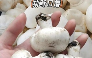 口蘑什么梗_口蘑梗出处