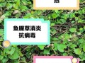 鱼腥草泡水喝有什么功效_鱼腥草泡水喝的禁忌