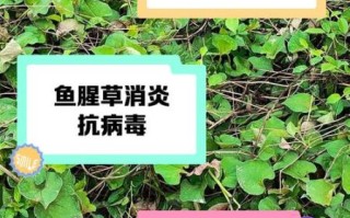 鱼腥草泡水喝有什么功效_鱼腥草泡水喝的禁忌