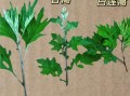 野生艾草图片大全_如何辨别真假野生艾草