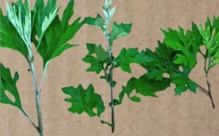 野生艾草图片大全_如何辨别真假野生艾草