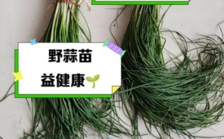 野蒜苗图片大全_野蒜苗和野葱区别