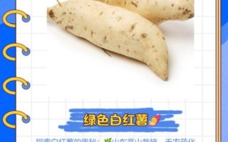 白色的地瓜叫什么学名_白色地瓜与甘薯区别