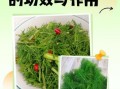 茴香菜的做法大全_茴香菜的功效与作用