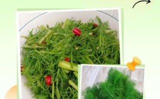茴香菜的做法大全_茴香菜的功效与作用