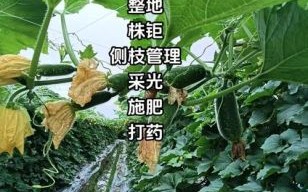 节瓜种子怎么种_节瓜种子发芽时间