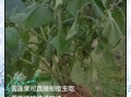 雪莲果怎么吃最好吃_雪莲果的正确吃法