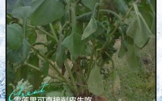 雪莲果怎么吃最好吃_雪莲果的正确吃法