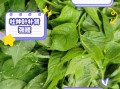 杜仲叶泡水喝的禁忌_杜仲叶有哪些副作用