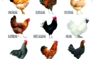 鸡的品种有哪些_土鸡和蛋鸡区别