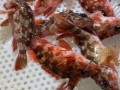 虎头鱼怎么养_虎头鱼吃什么