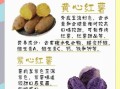 红薯的营养价值及功效与作用禁忌_红薯吃多了有什么坏处