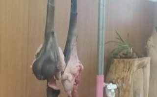 金钱肉是什么肉_金钱肉为什么叫金钱肉