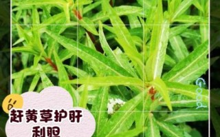 赶黄草的功效与作用_赶黄草可以长期喝吗