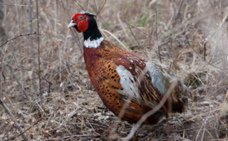 野鸡叫声诱捕音频哪里找_野鸡叫声诱捕音频怎么用