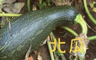 窝瓜和南瓜一样吗_窝瓜与南瓜的区别