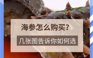 一斤辽参多少钱_如何挑选正宗辽参