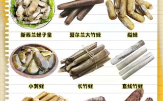竹蛏子和蛏子的区别_哪个更好吃