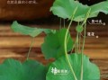 藕带是什么_藕带和莲藕的区别