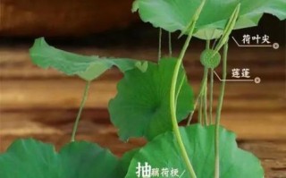 藕带是什么_藕带和莲藕的区别 藕带是什么_藕带和莲藕的区别