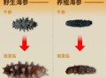 海参养殖技术_海参苗怎么养