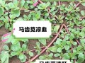 马齿菜什么人不能吃_孕妇能吃马齿菜吗