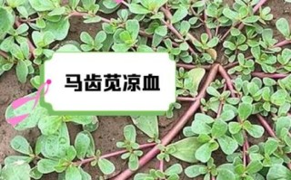 马齿菜什么人不能吃_孕妇能吃马齿菜吗