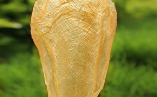 花胶价格多少钱一斤_花胶价格为什么差别大