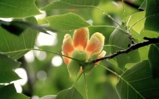 鹅掌楸果实可以吃吗_鹅掌楸果实药用价值