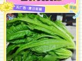 莴笋叶子能吃吗_孕妇能吃莴笋叶吗
