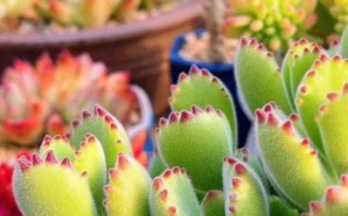 熊掌多肉怎么养_熊掌多肉图片大全