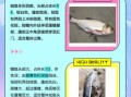 鳙鱼是花鲢吗_花鲢和鳙鱼的区别