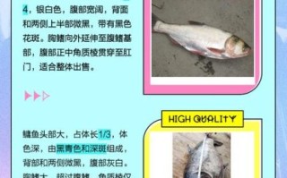鳙鱼是花鲢吗_花鲢和鳙鱼的区别