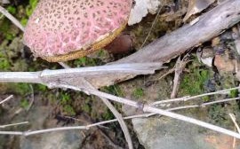 白杆杆红伞伞能吃吗_中毒症状多久出现