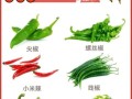 大辣椒图片_如何识别不同品种