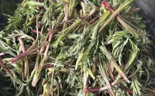 山野菜怎么吃_山野菜怎么做才好吃