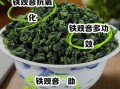 铁观音茶的功效与作用_喝铁观音茶有什么好处