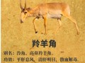 羚羊角图片真假辨别_羚羊角药用价值有哪些