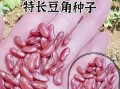 豇豆种子怎么挑选_豇豆种子什么时候播种