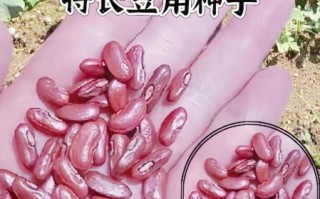 豇豆种子怎么挑选_豇豆种子什么时候播种