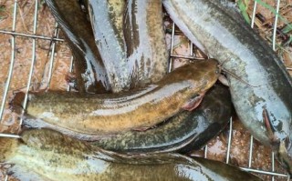 土塘鲺养殖方法_如何提高成活率