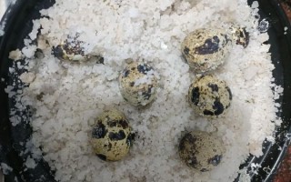 盐焗鹌鹑蛋怎么做_盐焗鹌鹑蛋做法窍门