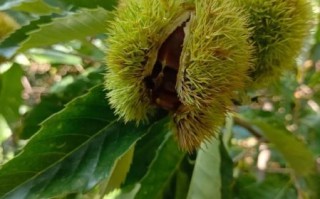 水煮栗子怎么剥壳快_水煮栗子剥壳技巧