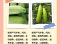 北瓜是西葫芦吗_北瓜和西葫芦的区别